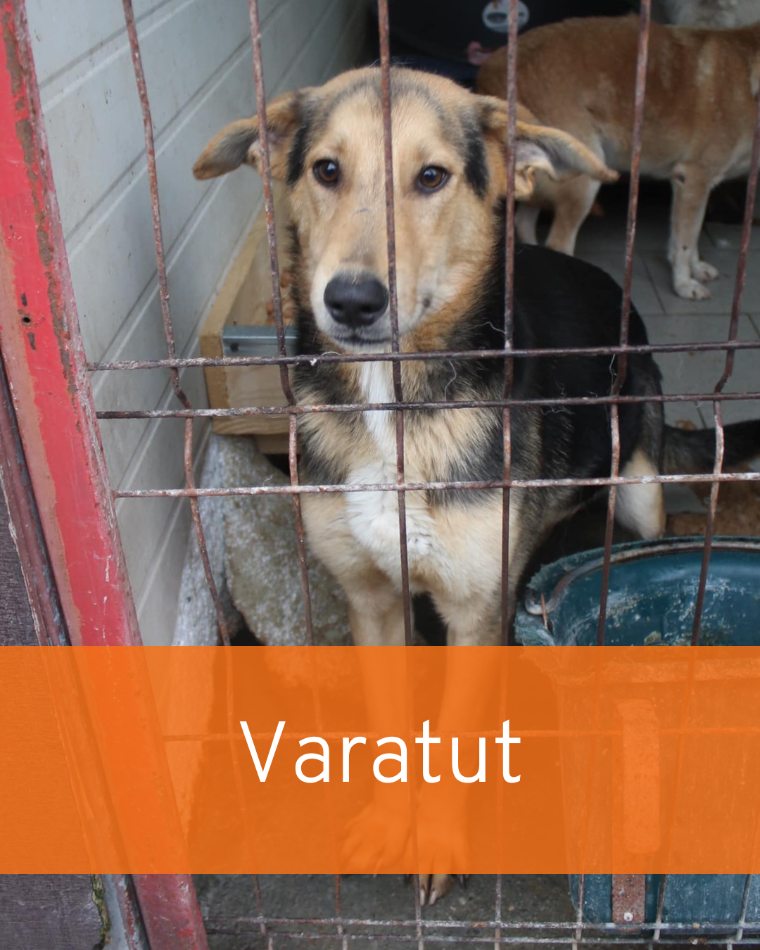 Kaikki kotia etsivät koirat