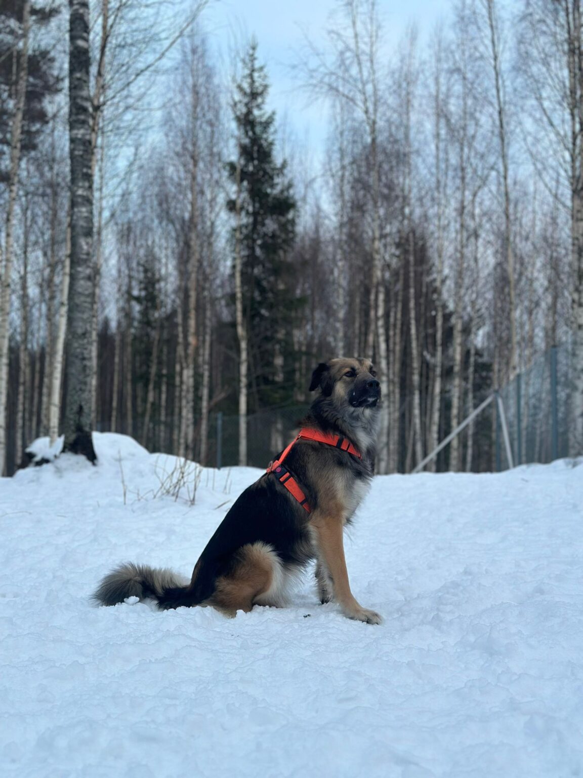 Suomessa kotia etsivät koirat
