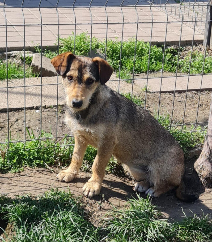 Suomessa kotia etsivät koirat