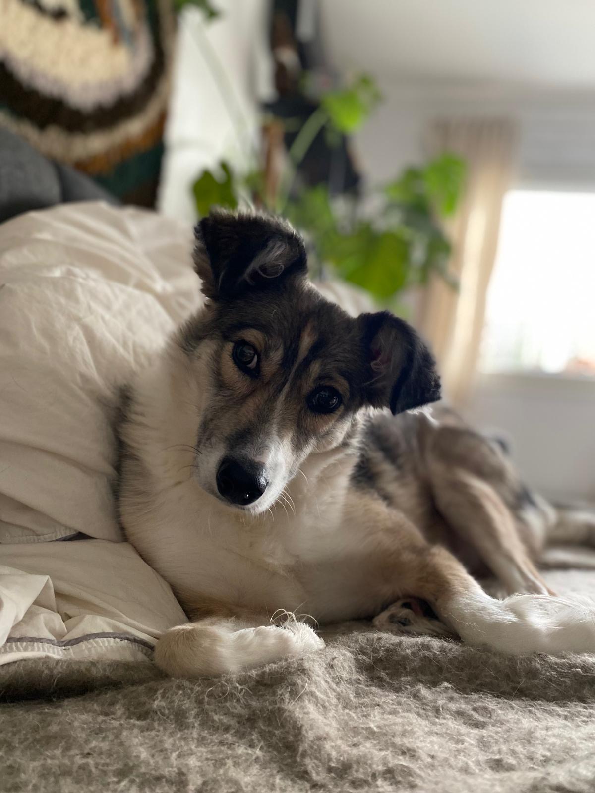 Suomessa kotia etsivät koirat