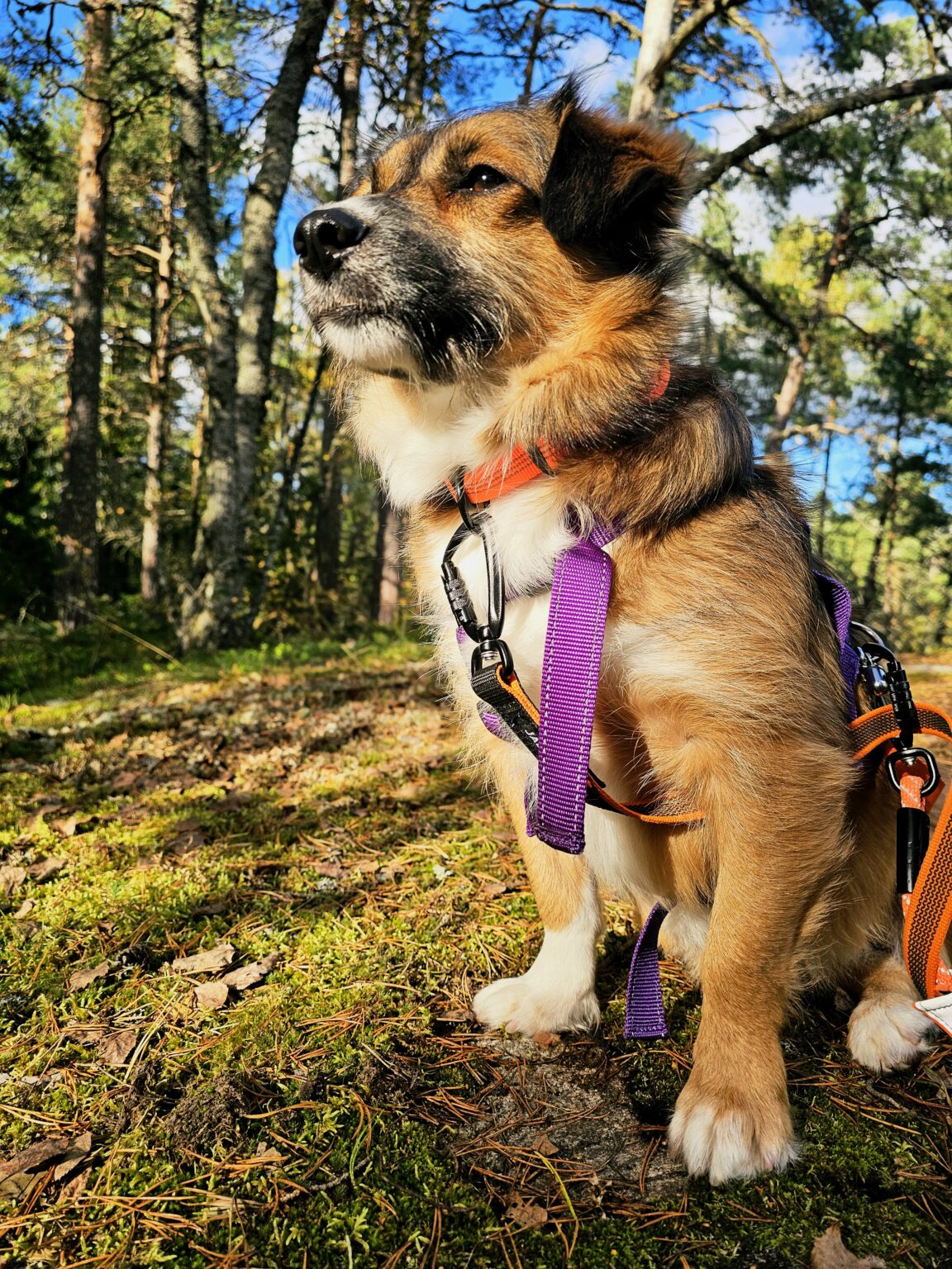 Suomessa kotia etsivät koirat